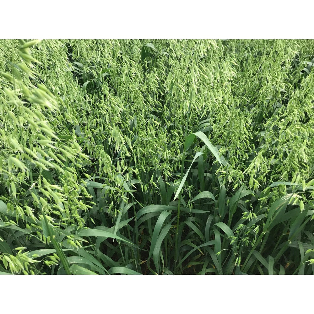50Kg Isabel Spring Seed Oats – Inishowen Co-Op