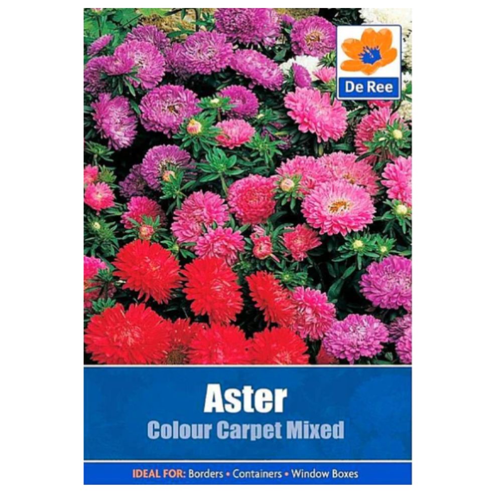 Aster Colour Carpet Mixed – Inishowen Co-Op